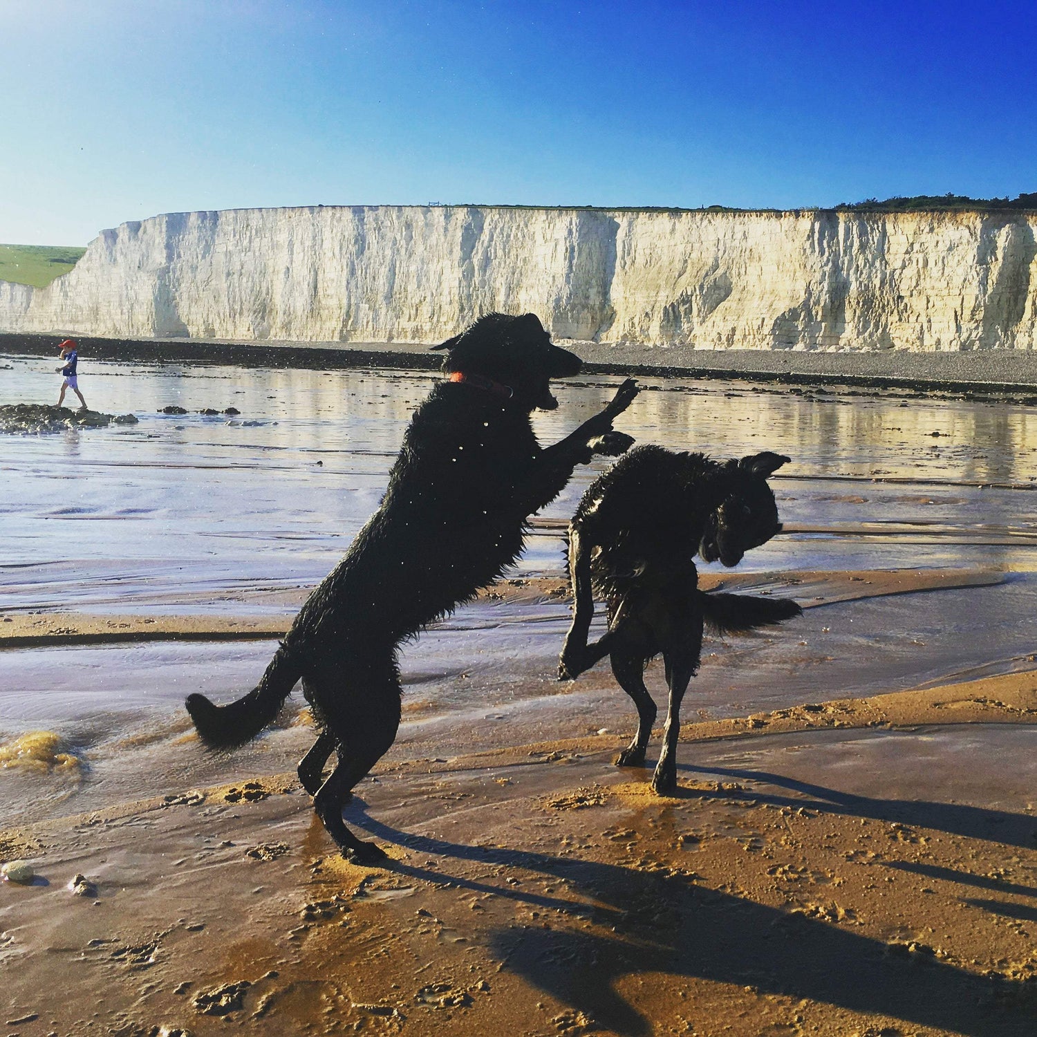Jack Wolf Raw Dog Food - BRITISH MADE | HUMAN GRADE | NO.1